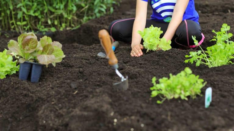 How to plant your vegetables and herbs in-ground - Scotts Fafard