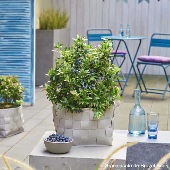 Petits fruits en pot : quelles variétés cultiver? - Scotts Fafard