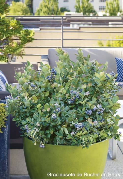 Pourquoi ne pas cultiver des petits fruits en pot? - Scotts Fafard