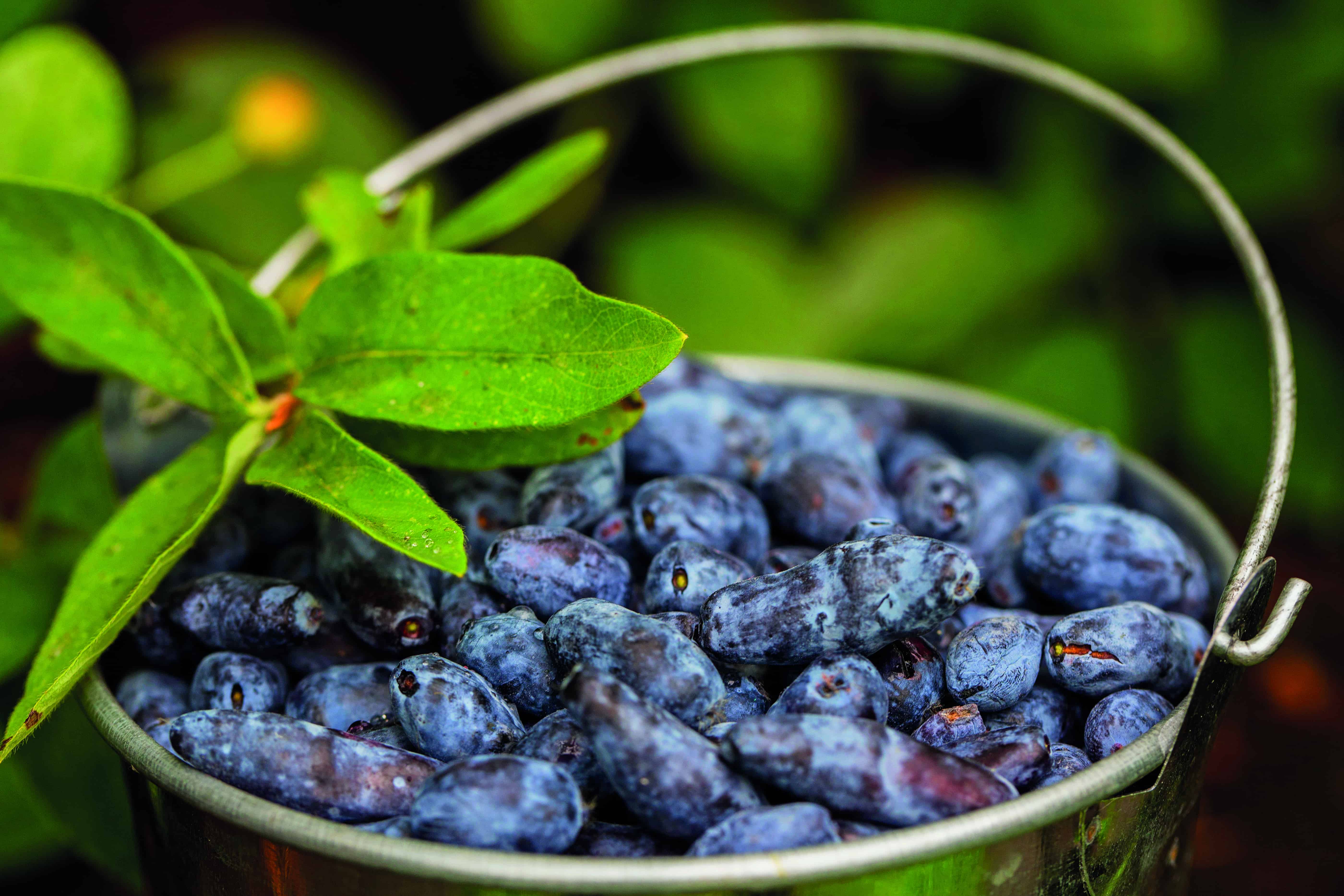 The best berries to grow in pots