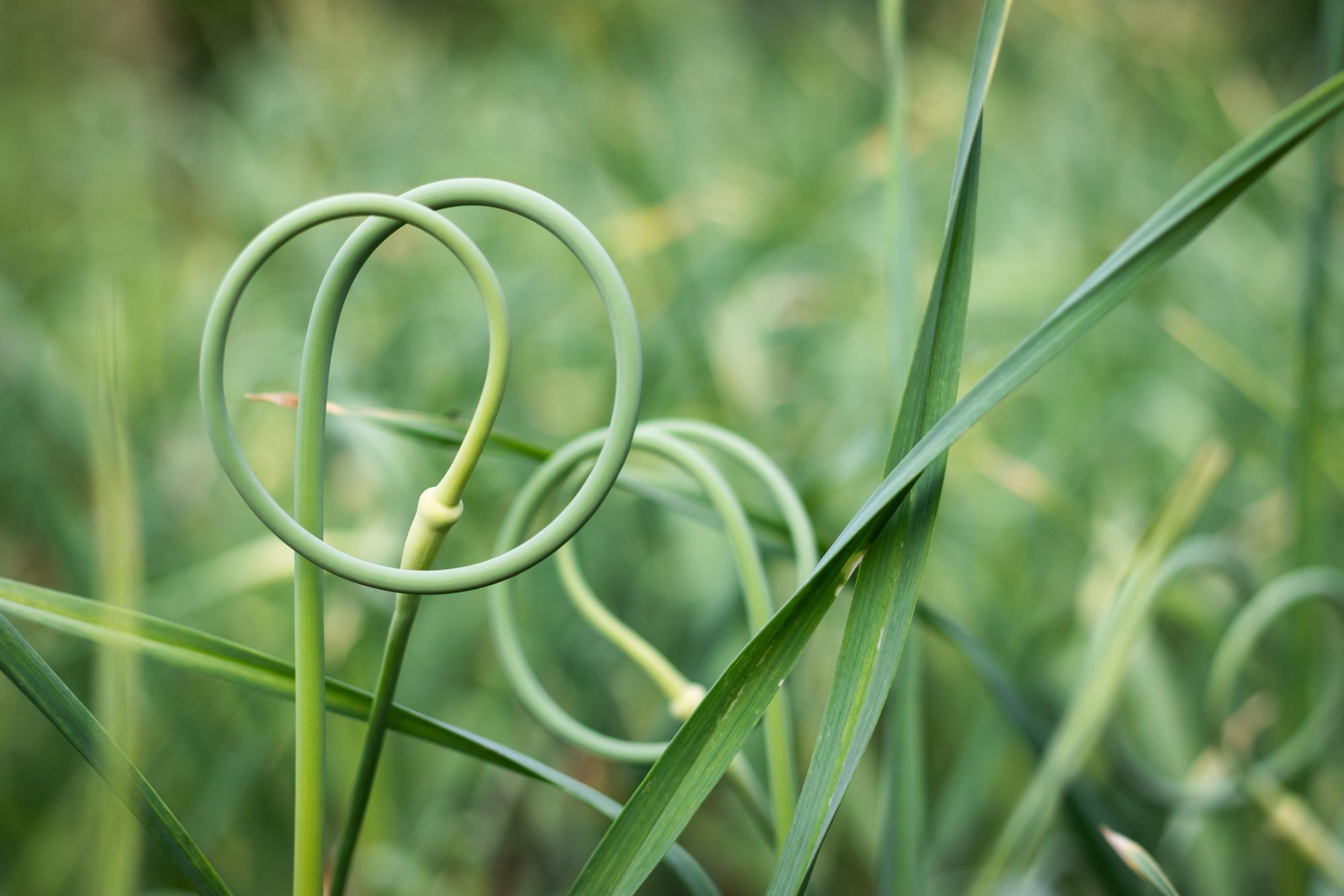 How and When to Plant and Harvest Garlic: A Complete Growing Guide