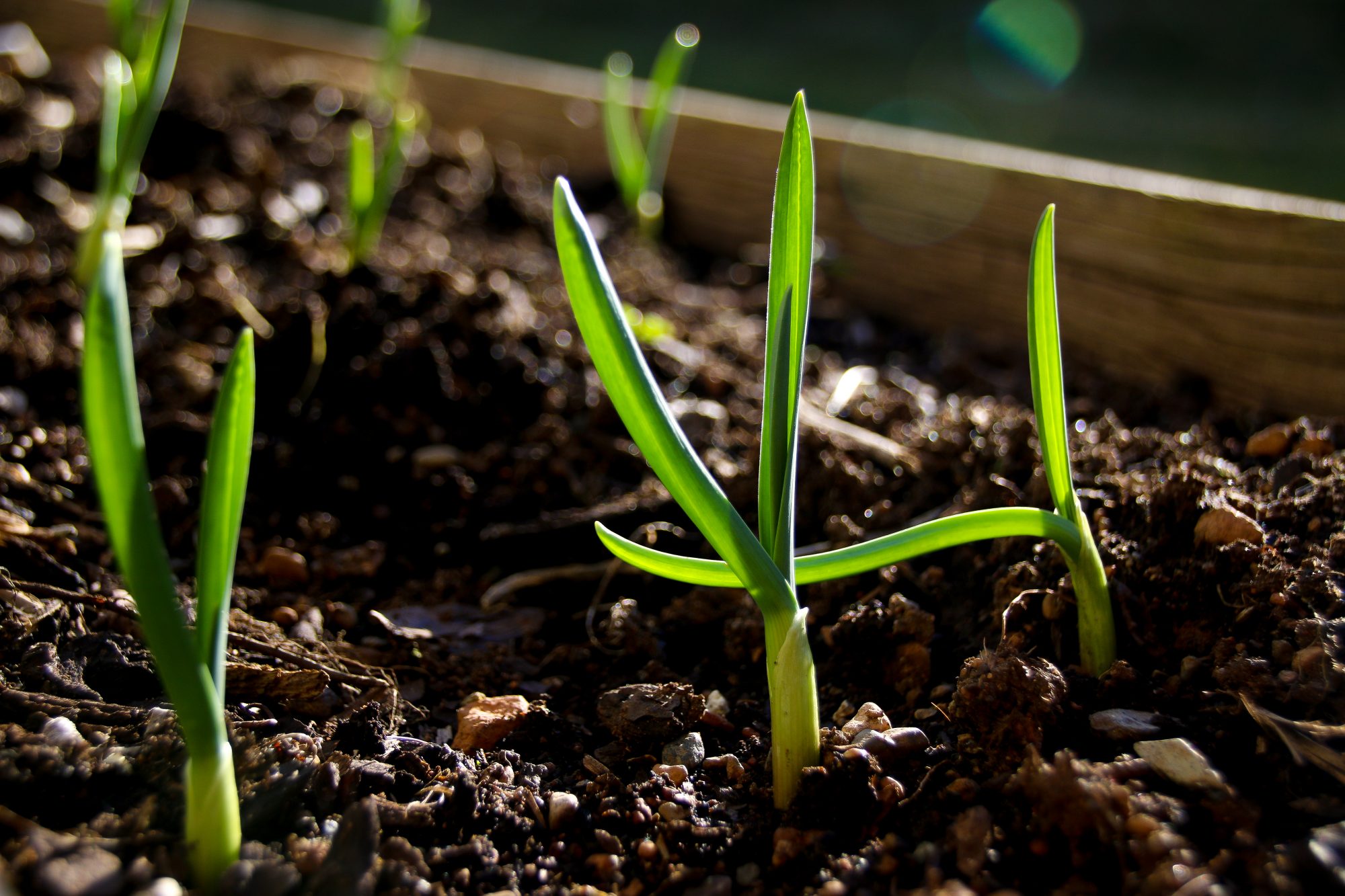 How and When to Plant and Harvest Garlic: A Complete Growing Guide