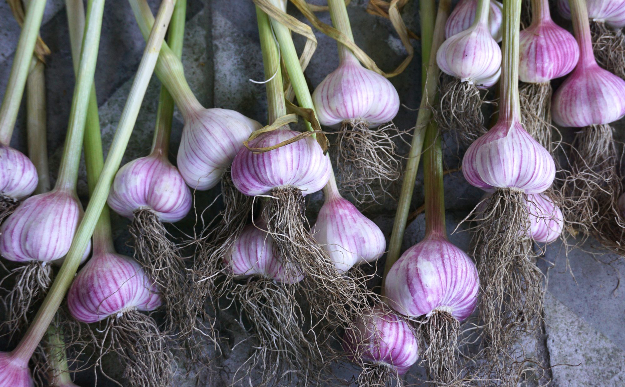 How and When to Plant and Harvest Garlic: A Complete Growing Guide