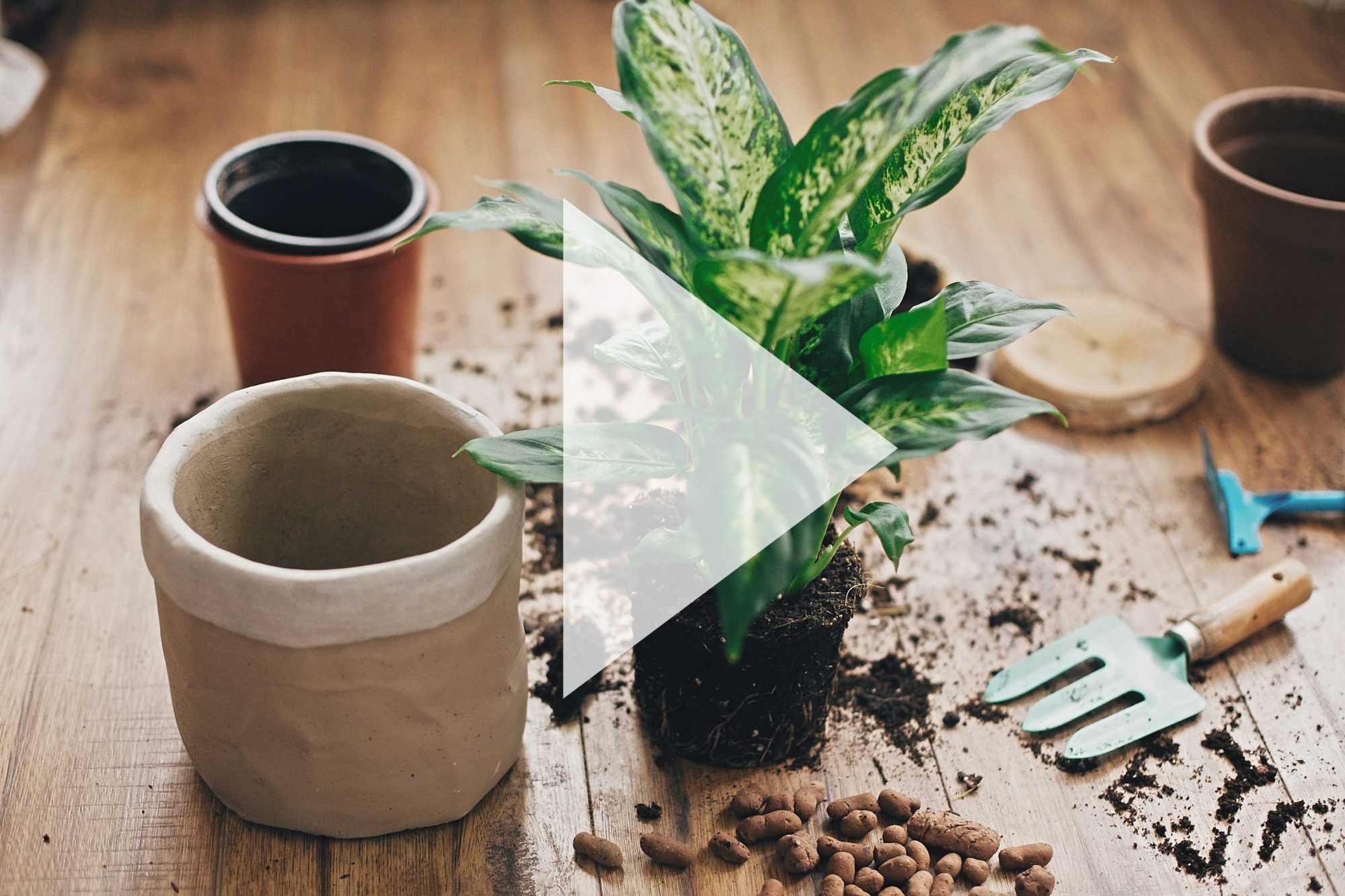 How to repot your houseplants step by step - Scotts Fafard