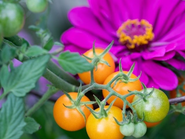 All you need to know to succeed in your vegetable garden this season