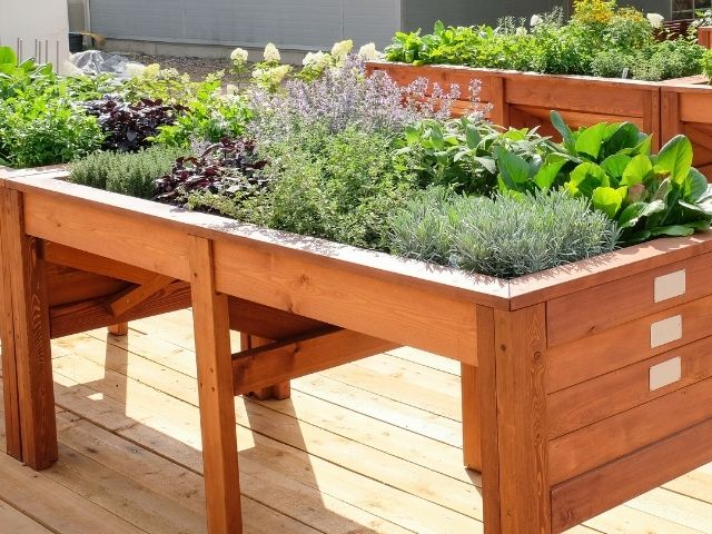 All you need to know to succeed in your vegetable garden this season