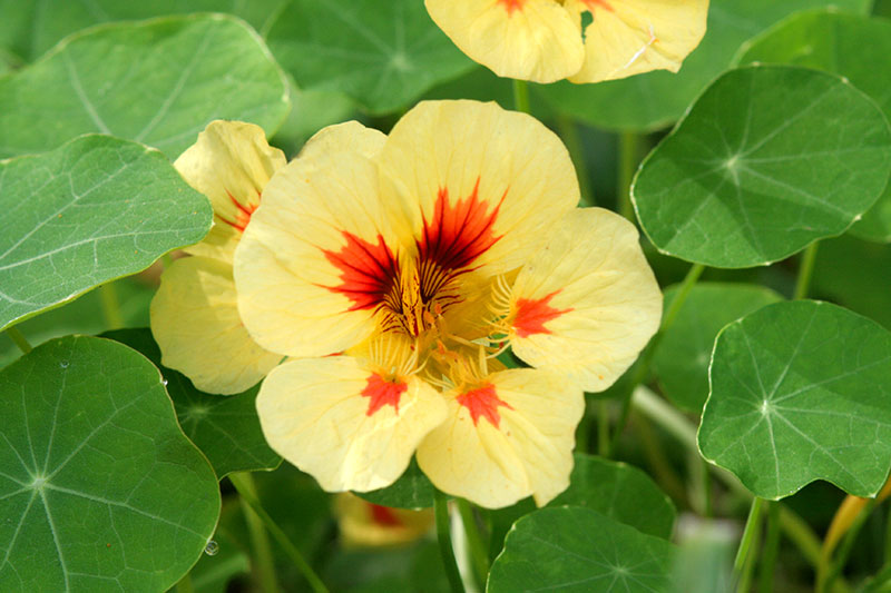 Incorporate flowers into your diet and enjoy the benefits