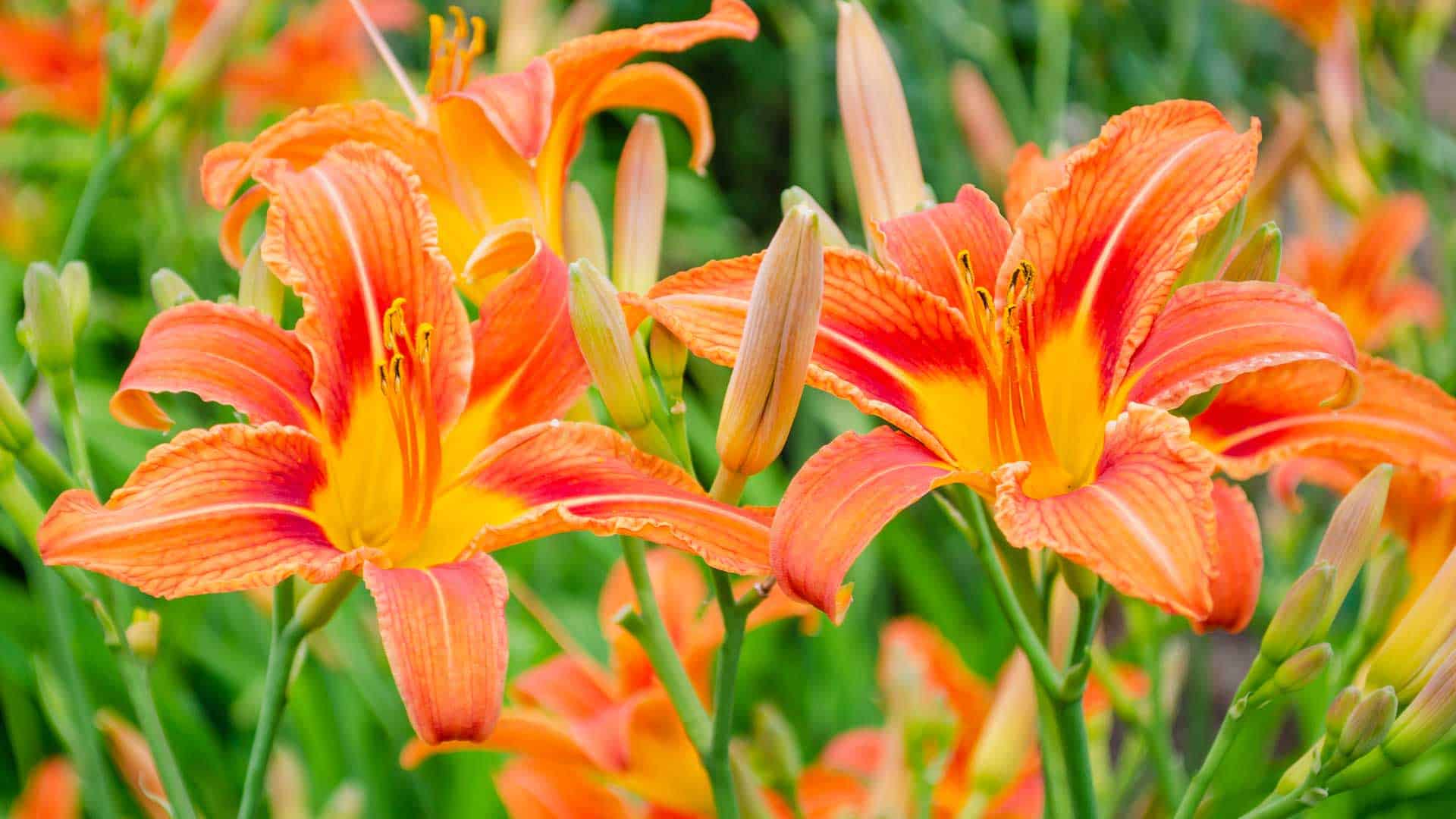 Daylilies store