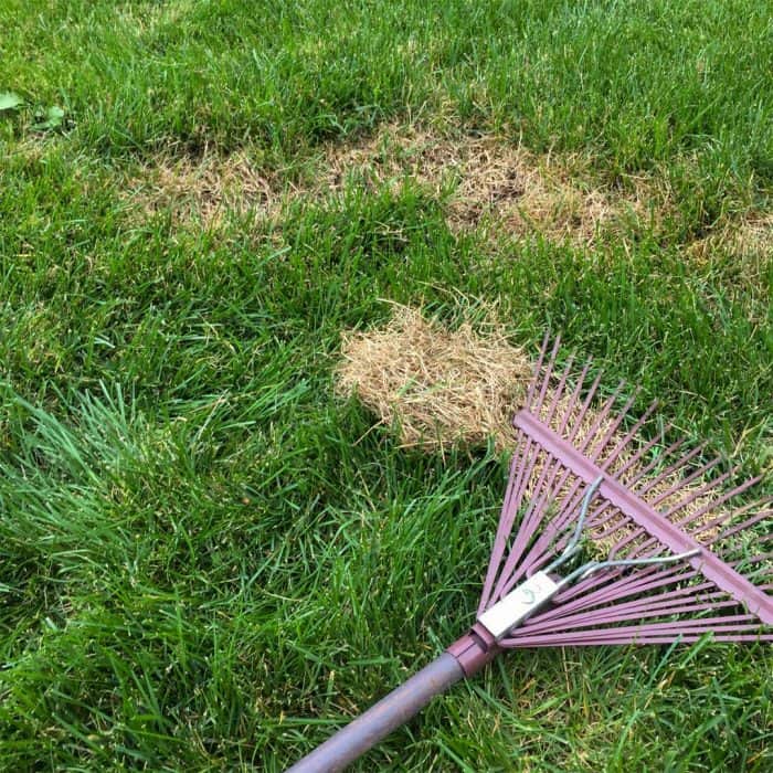 The best ways to fix a yellow and damaged lawn