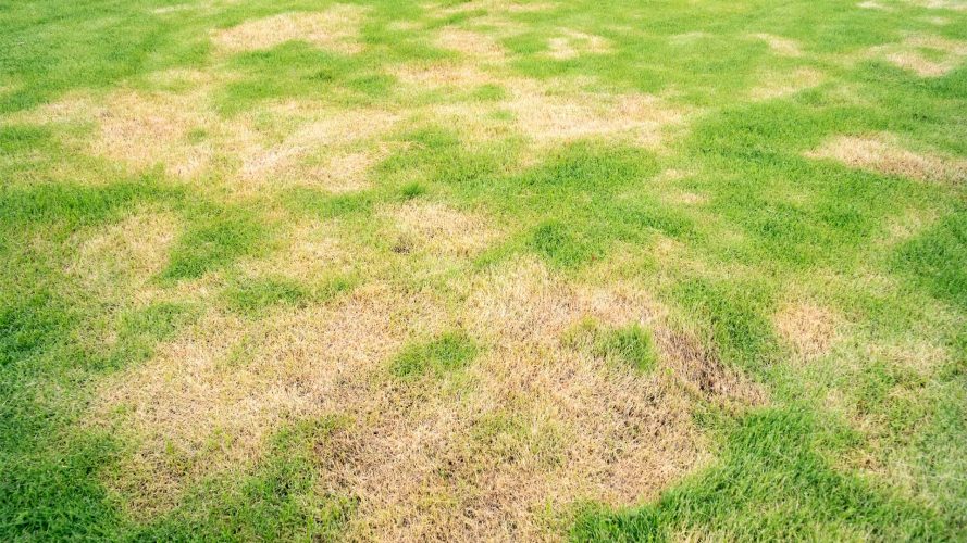 The best ways to fix a yellow and damaged lawn