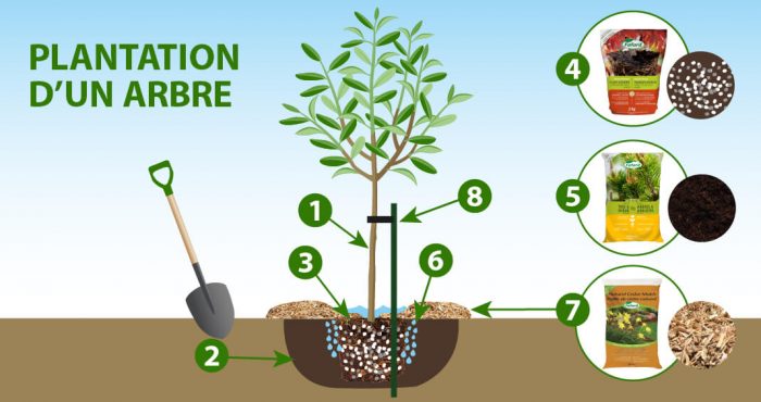 Comment planter un arbre? - Scotts Fafard