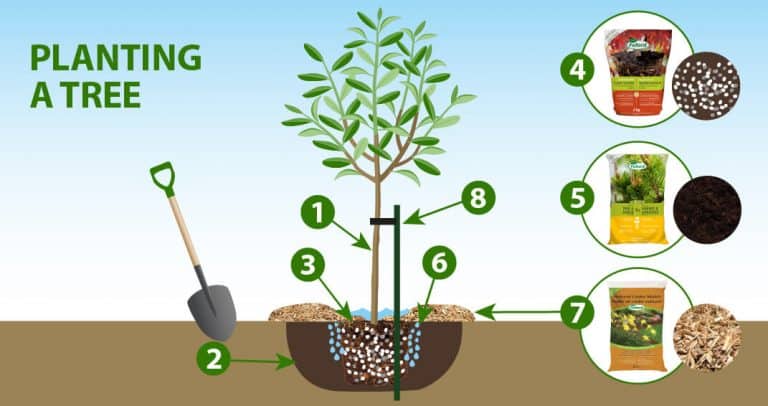 How to plant a tree? - Scotts Fafard