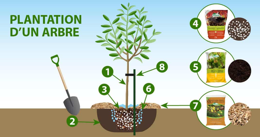 Comment planter un arbre? - Scotts Fafard