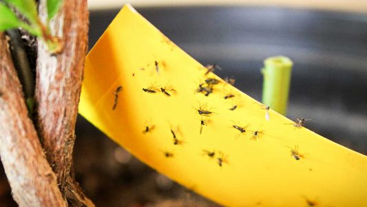 Fafard | Invasion de petites mouches des terreaux dans vos plantes