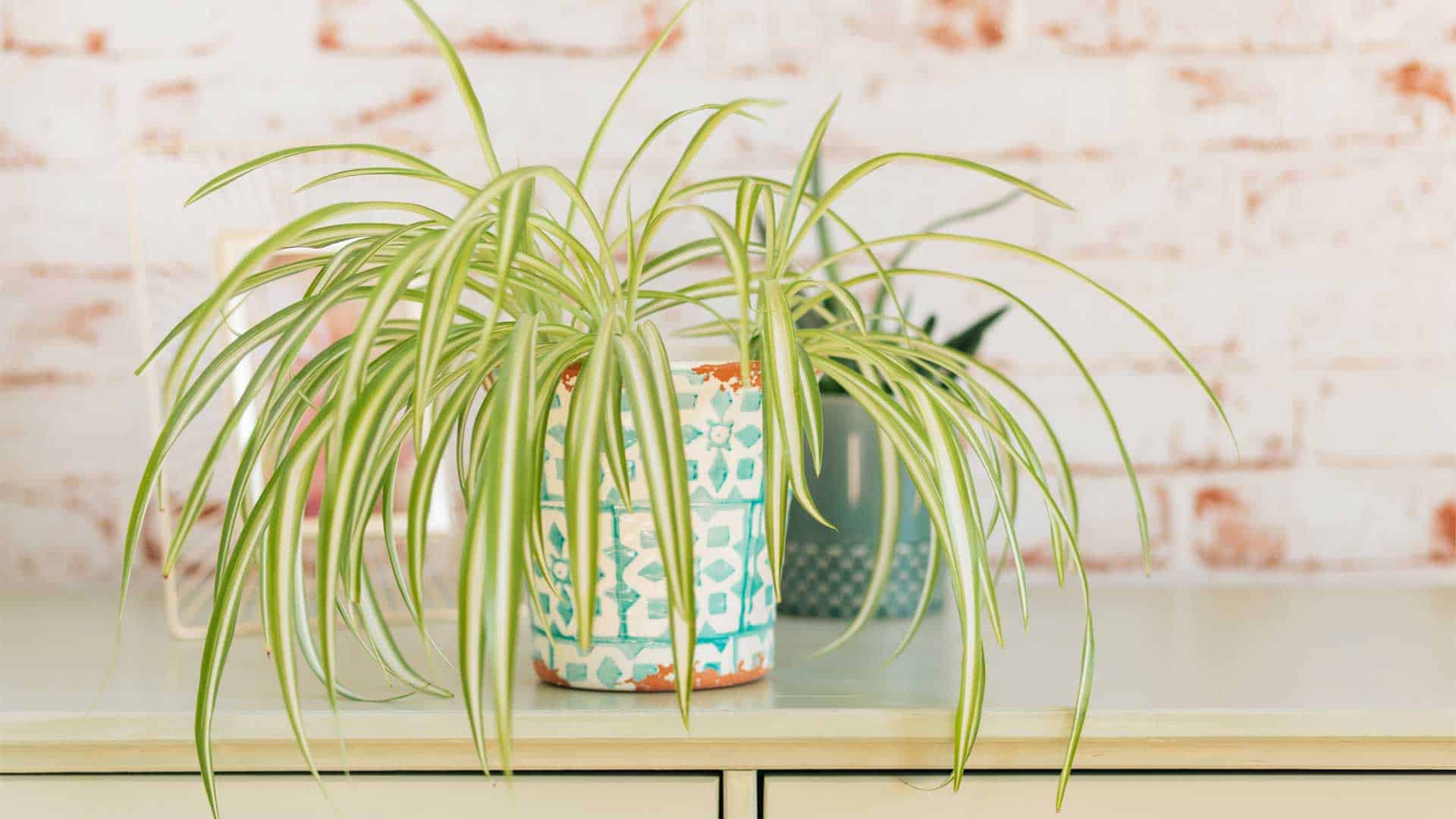 Five indoor plants for your basement