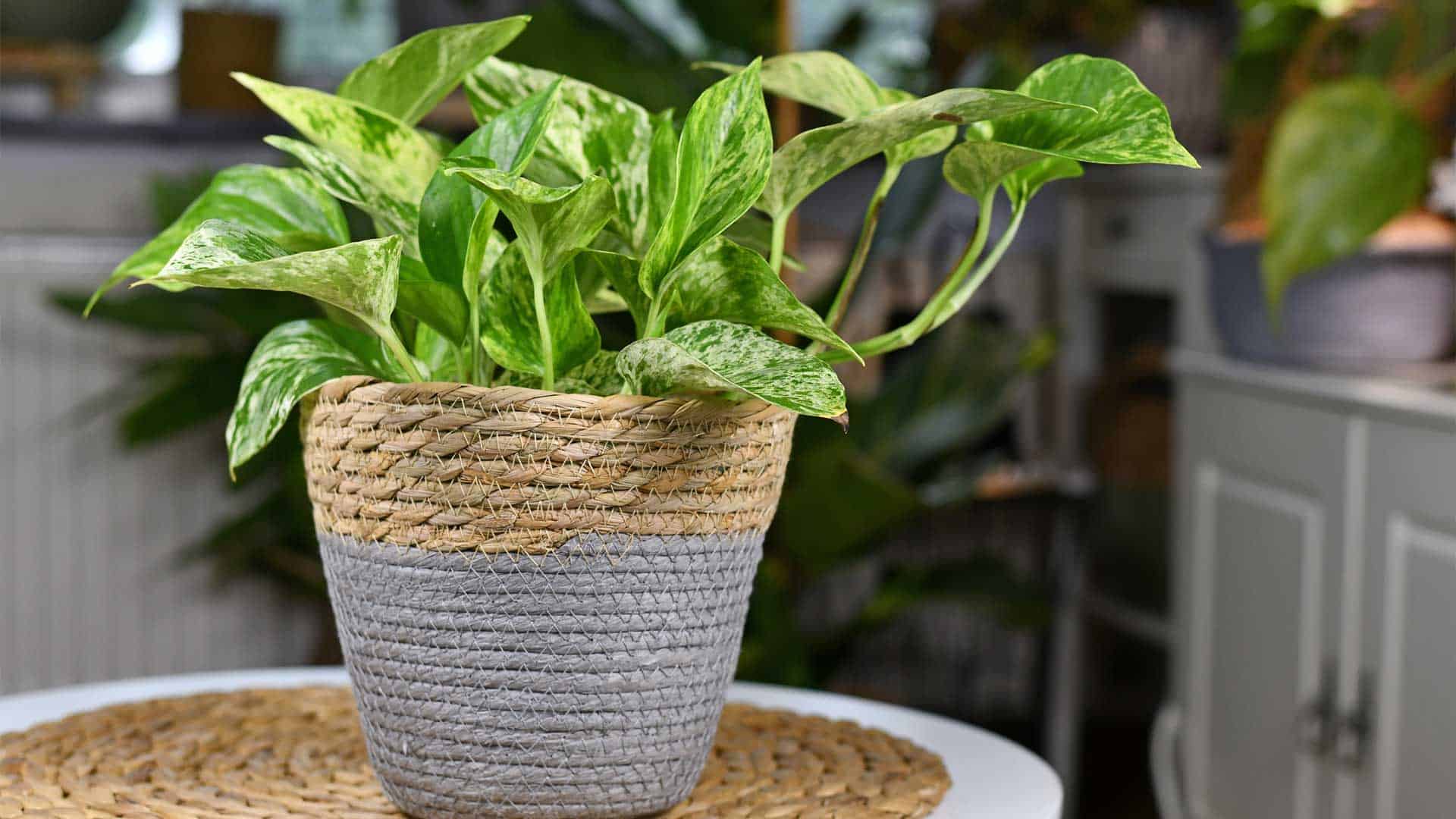 Five indoor plants for your basement
