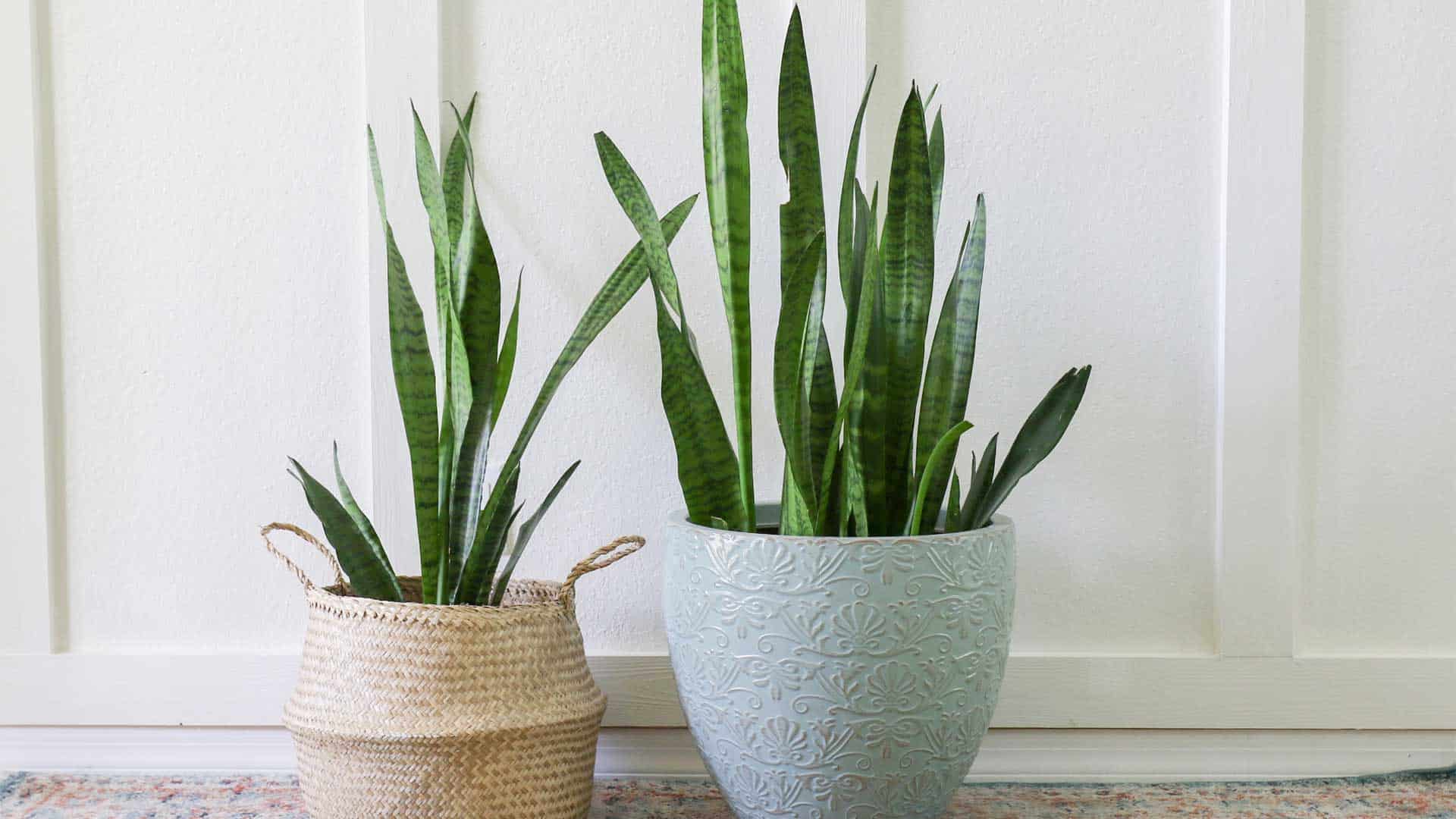 Five indoor plants for your basement