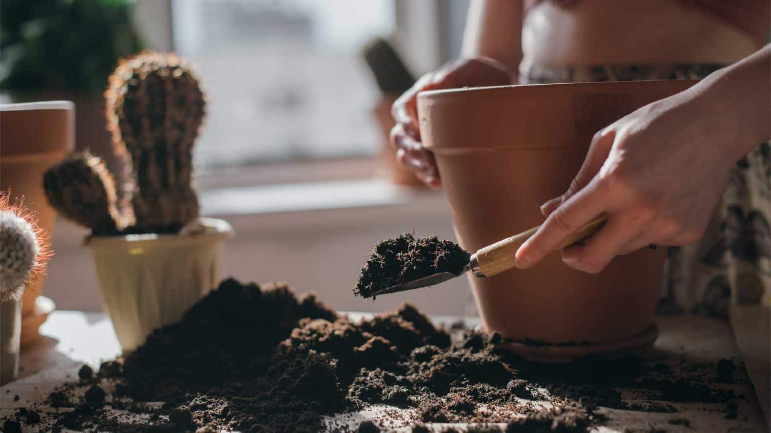 When and how to transplant your indoor cactus