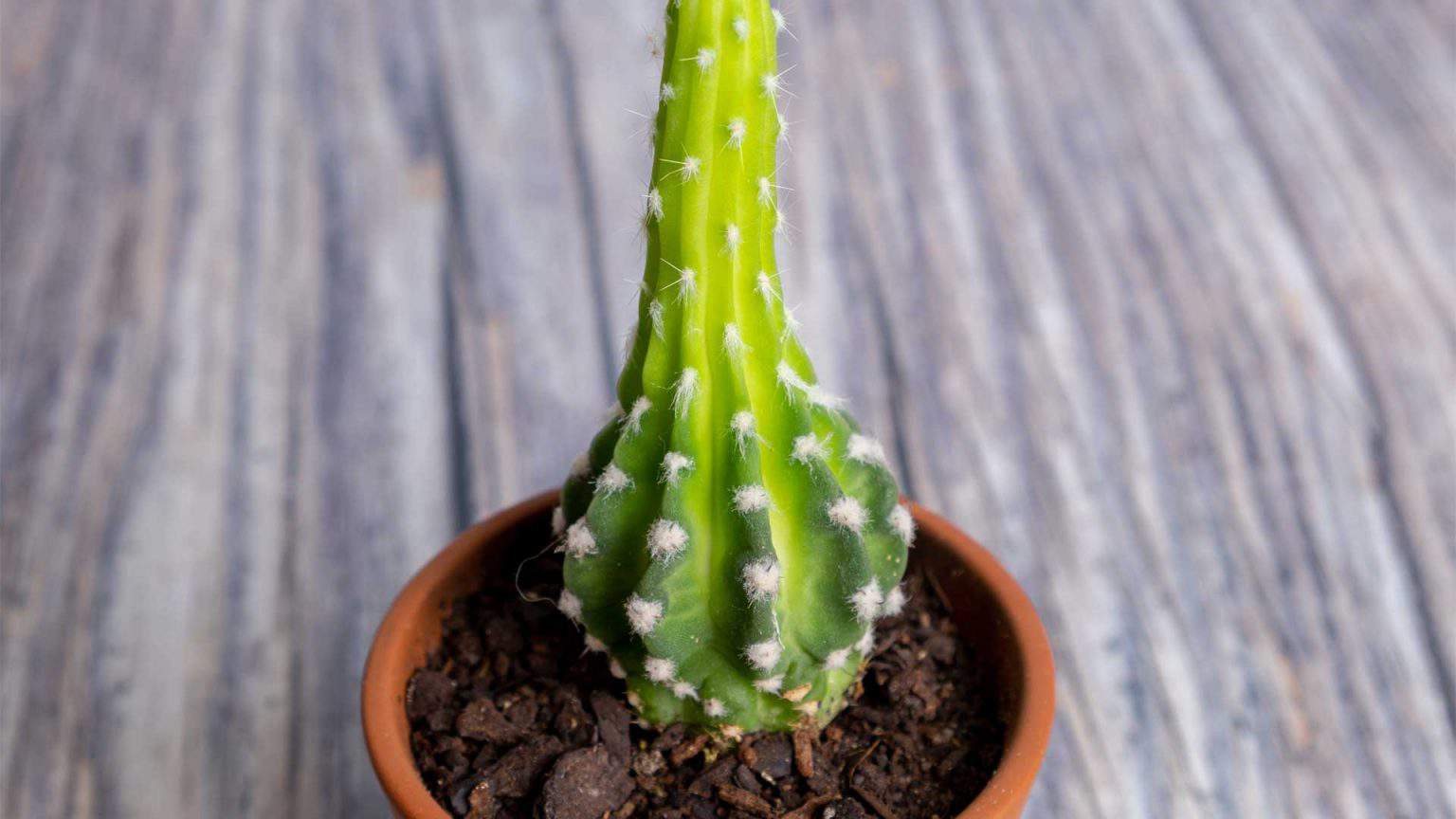 When and how to transplant your indoor cactus