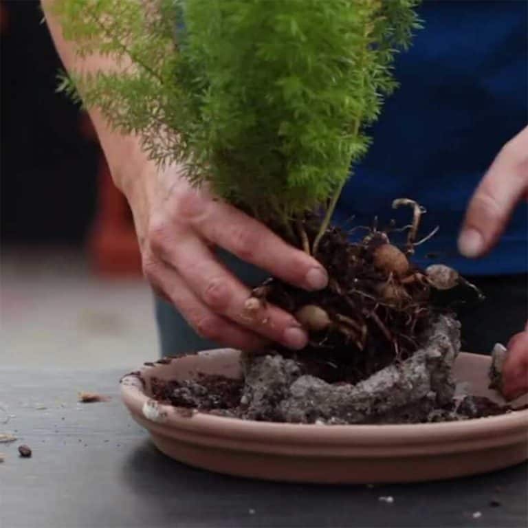 How to create and take care of a kokedama?