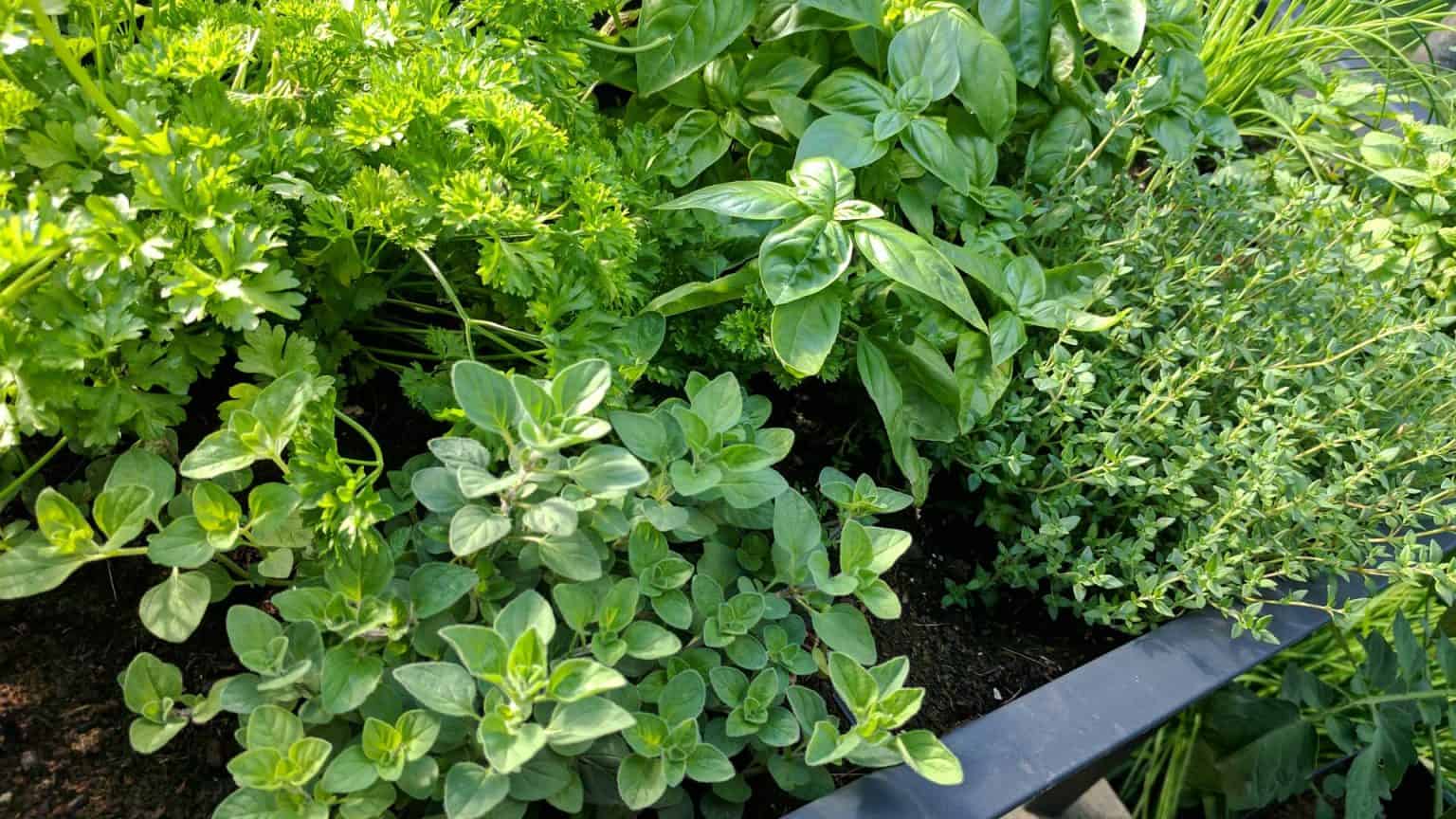 Cultiver des fines herbes en pot